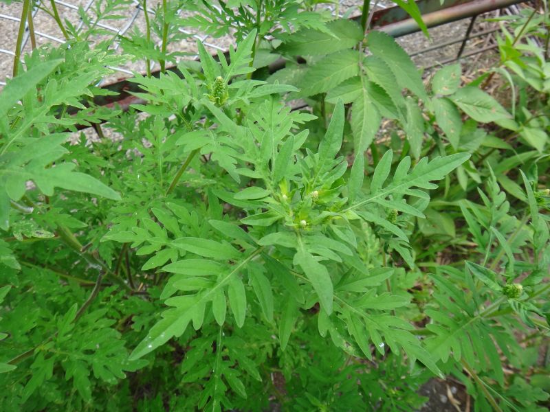 よもぎ茶のデメリットは?よもぎについて知っておきたい注意点を解説 | これちょっと気になる