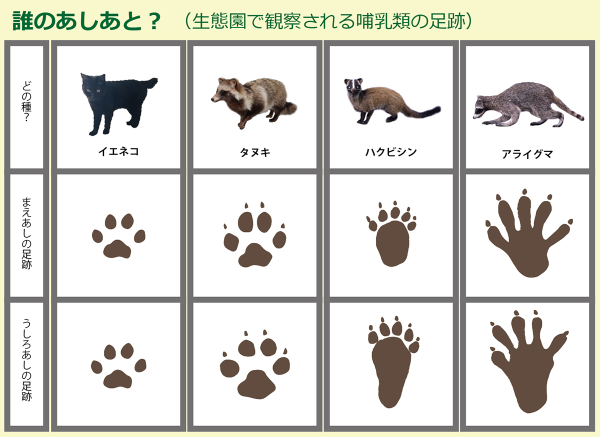 ハクビシンを罠で捕獲するのにベストな餌は何?罠のコツも教えます! | これちょっと気になる