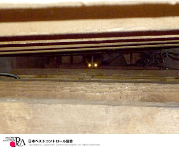 ハクビシンを罠で捕獲するのにベストな餌は何?罠のコツも教えます! | これちょっと気になる